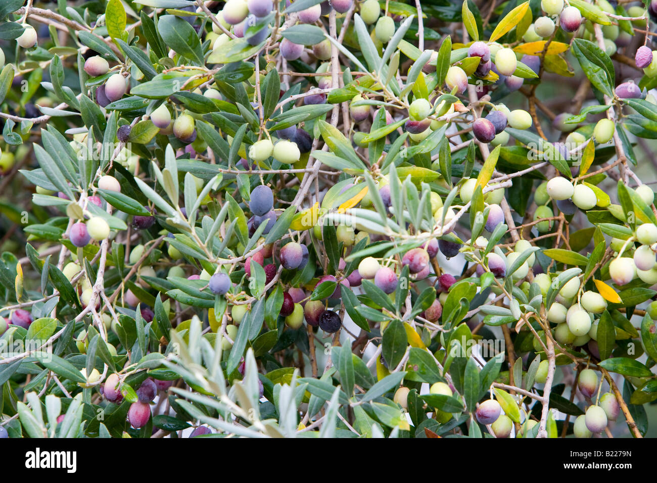 Olea europaea olivo -Fotos und -Bildmaterial in hoher Auflösung – Alamy