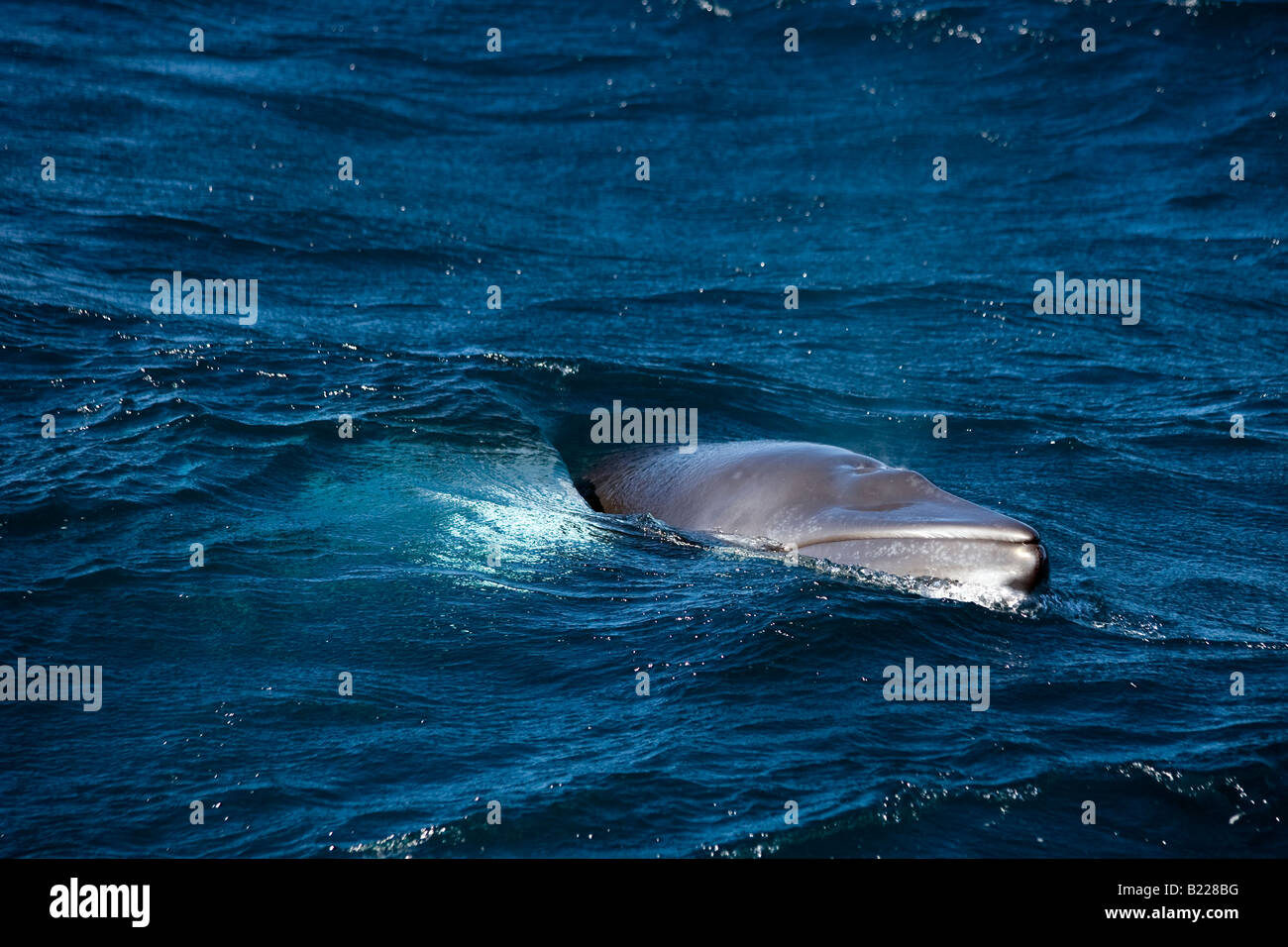 Snout of whale -Fotos und -Bildmaterial in hoher Auflösung – Alamy