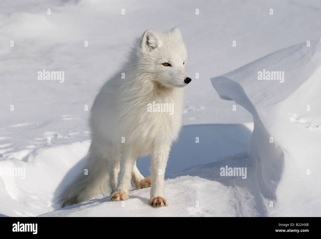 Polarfuchs am sonnigen Tag. Arktis, Kolguev Island, Russland ...