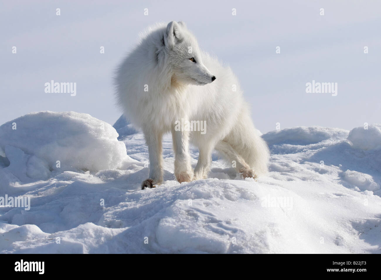 Polarfuchs am sonnigen Tag. Arktis, Kolguev Island, Russland ...