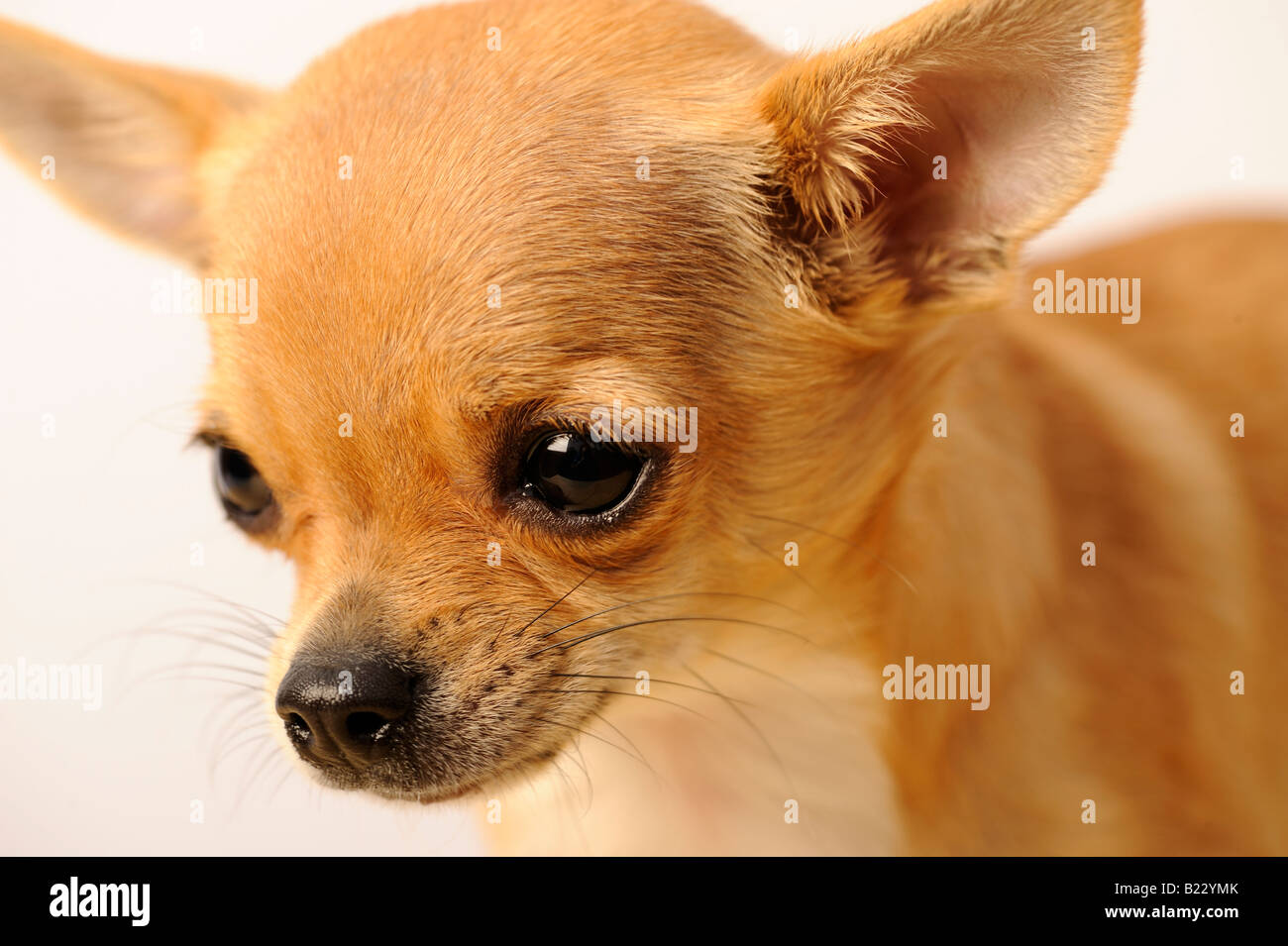 Chiwawa Dog Stockfotos und -bilder Kaufen - Alamy