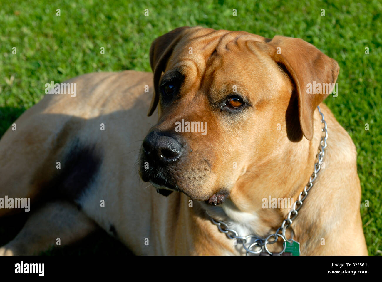 Tosa token -Fotos und -Bildmaterial in hoher Auflösung – Alamy