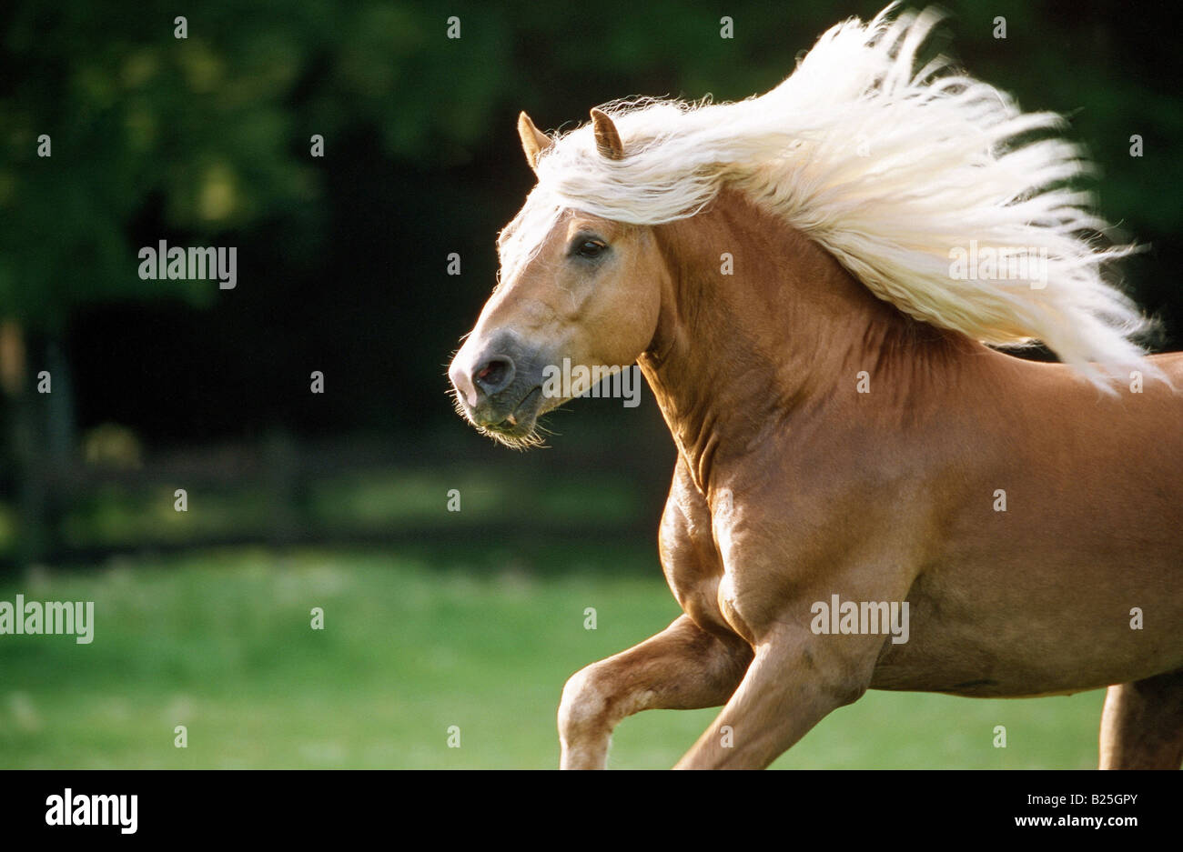 Haflinger-Pferd im Galopp mit fließenden Mähne Stockfotografie - Alamy