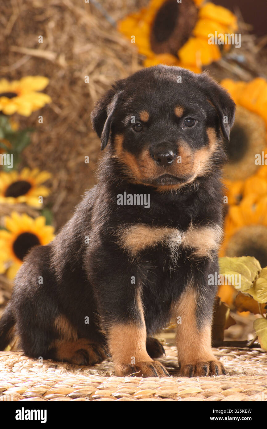 Rottweiler welpen -Fotos und -Bildmaterial in hoher Auflösung – Alamy
