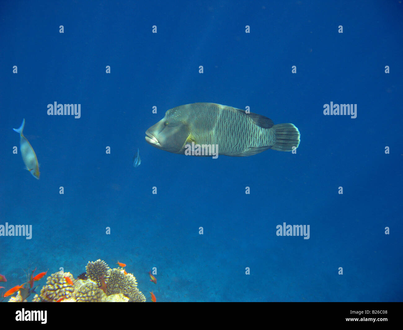 Napoleon Fisch Stockfotos und -bilder Kaufen - Alamy