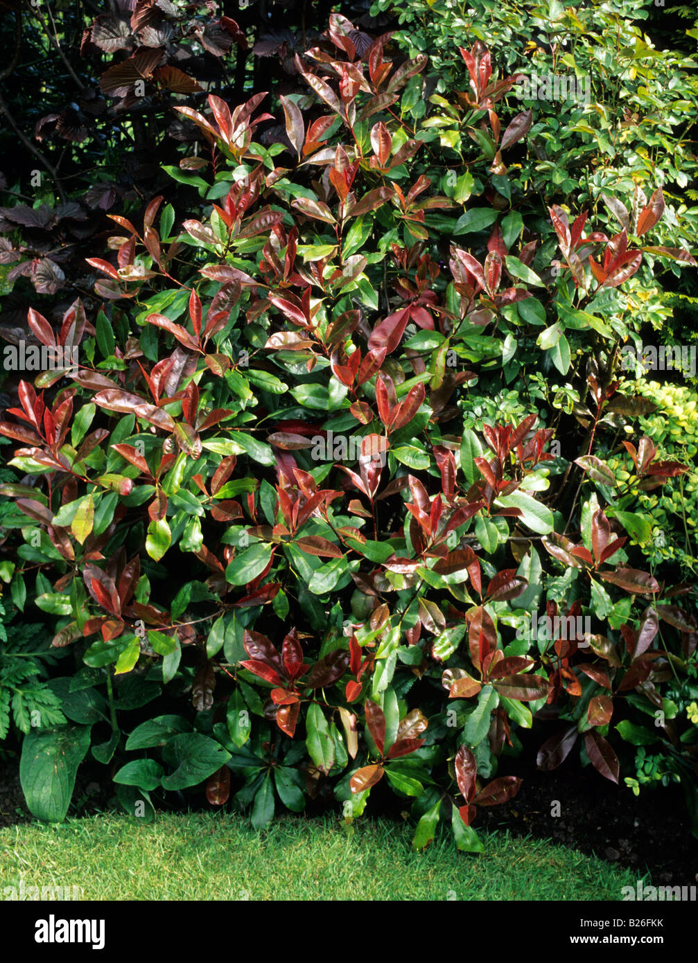 X fraseri Photinia Red Robin Stockfotografie - Alamy