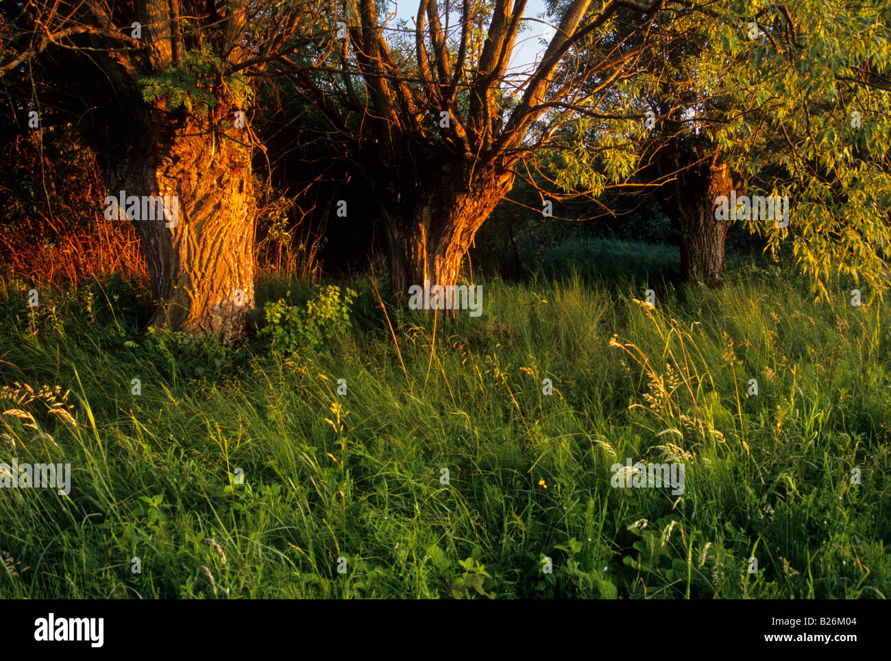 Sumpfige wiesenfarm -Fotos und -Bildmaterial in hoher Auflösung – Alamy