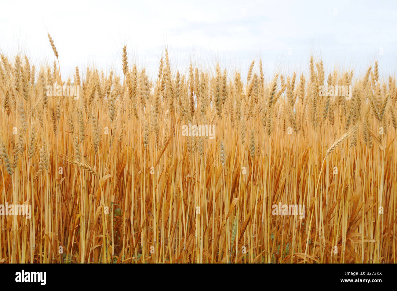Weizenfeld horizontal -Fotos und -Bildmaterial in hoher Auflösung – Alamy