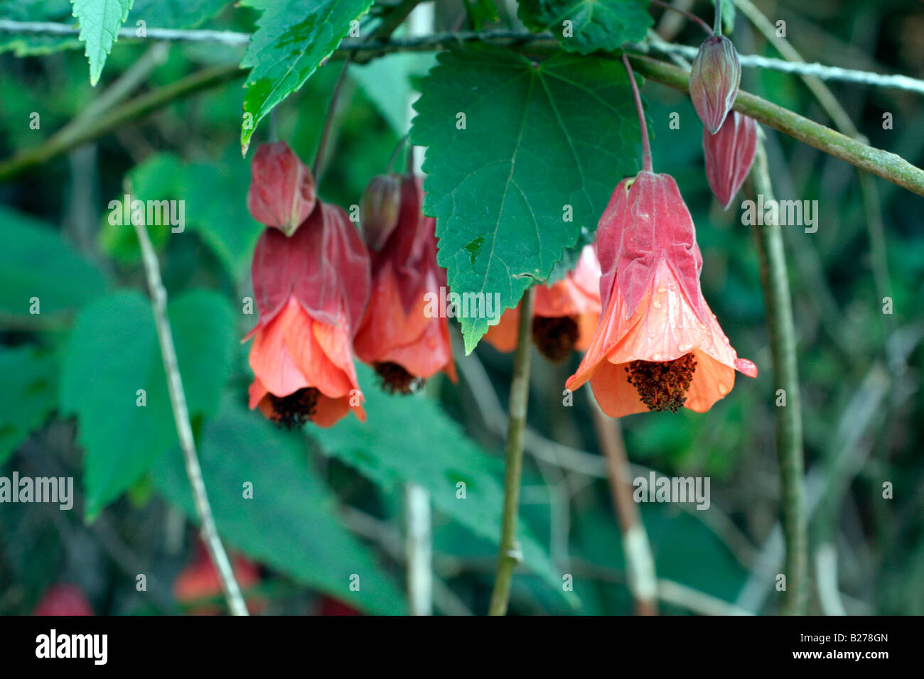 Patrick sonne -Fotos und -Bildmaterial in hoher Auflösung – Alamy