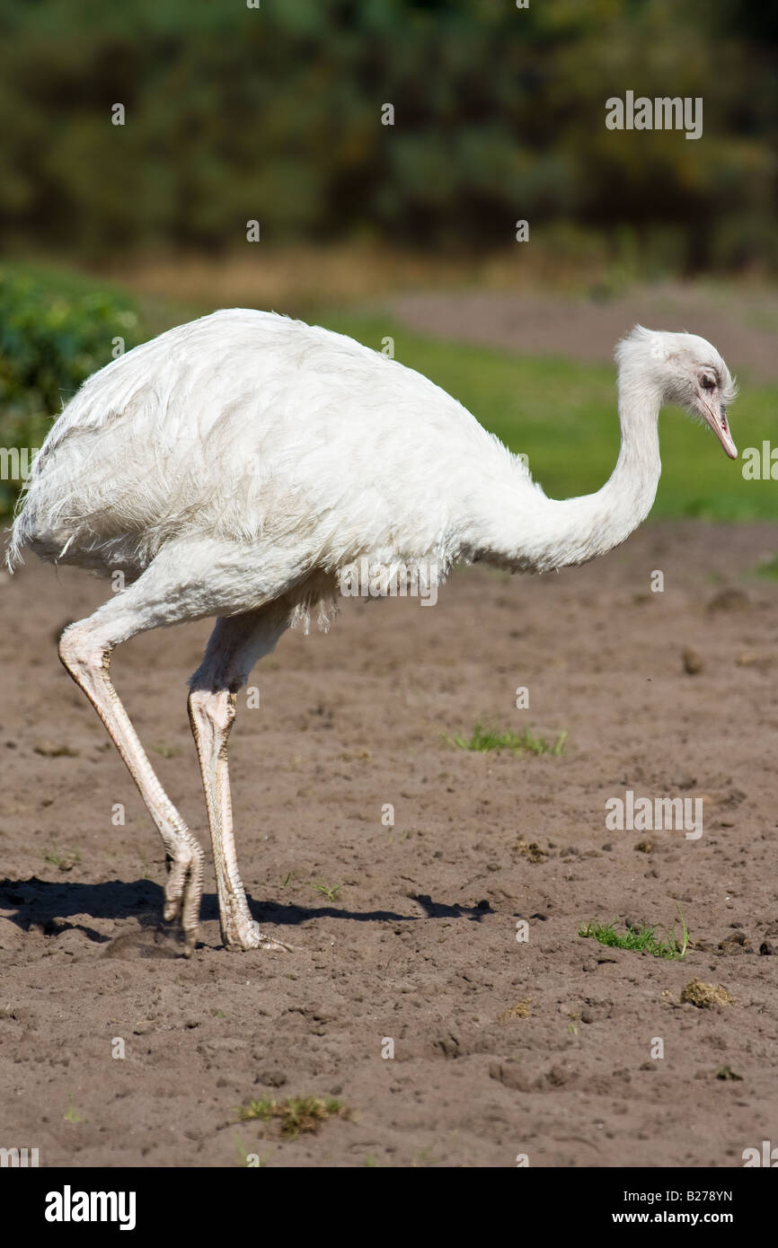 Albino rhea -Fotos und -Bildmaterial in hoher Auflösung – Alamy