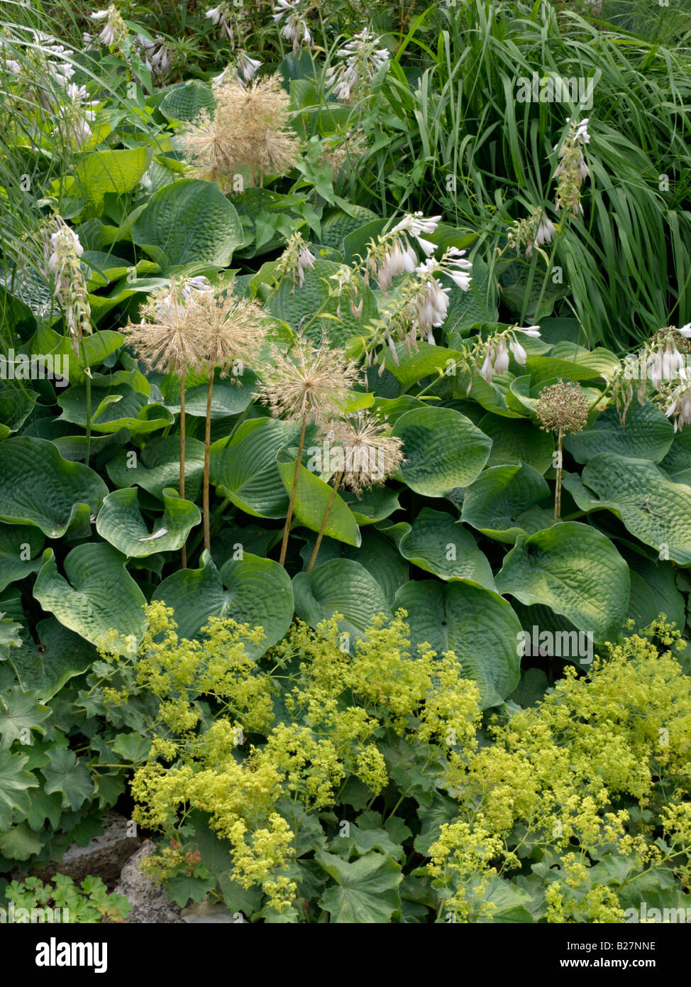 Riesige Lauch (Allium globemaster), Spitzwegerich Lily (Hosta ...