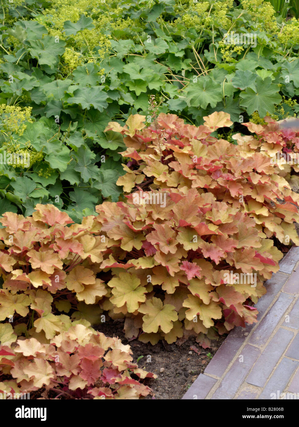 Haarige alumroot -Fotos und -Bildmaterial in hoher Auflösung – Alamy