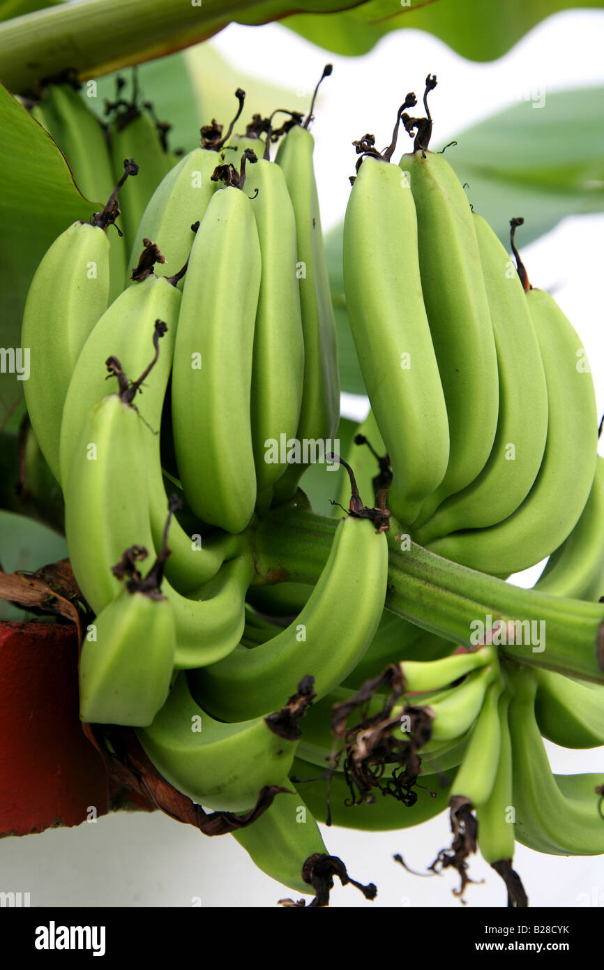 Grüne Bananen auf eine Bananenstaude Stockfotografie - Alamy