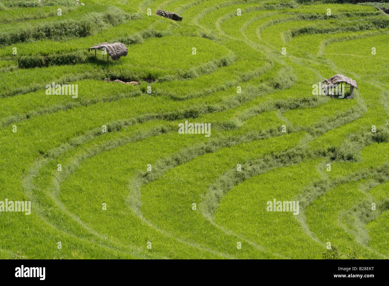Asien reisfeld -Fotos und -Bildmaterial in hoher Auflösung – Alamy