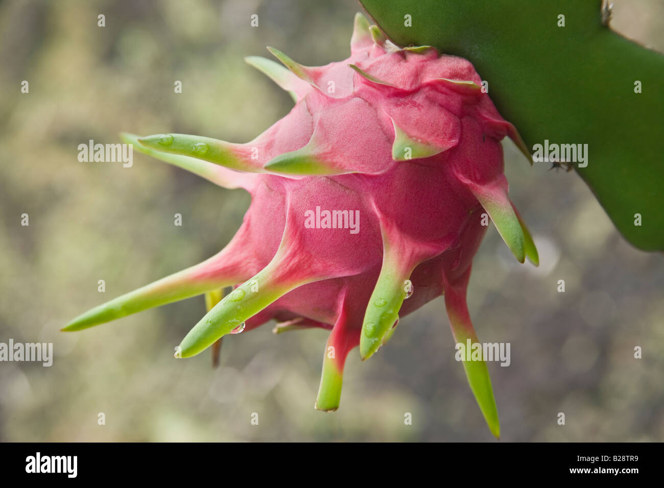 Dragon obst -Fotos und -Bildmaterial in hoher Auflösung – Alamy