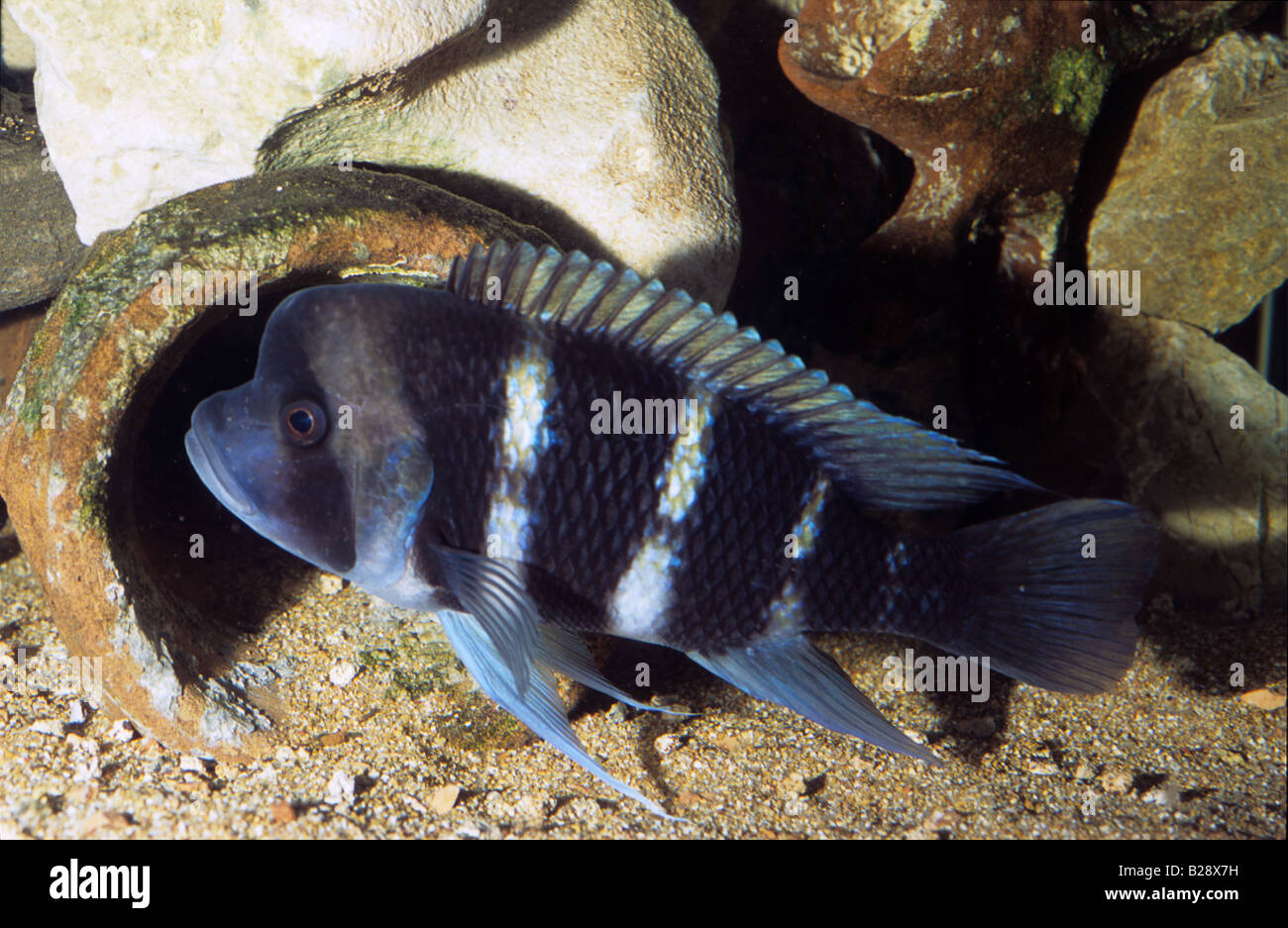 Cyphotilapia Frontosa, Tanganjika See Cichliden Afrika Fisch Tier ...