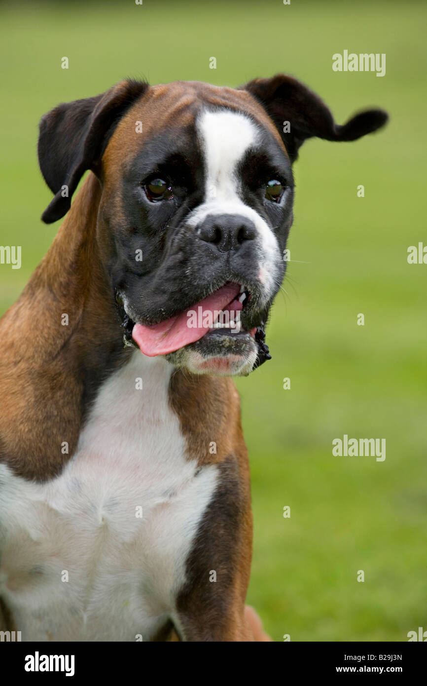 Deutsch boxer -Fotos und -Bildmaterial in hoher Auflösung – Alamy