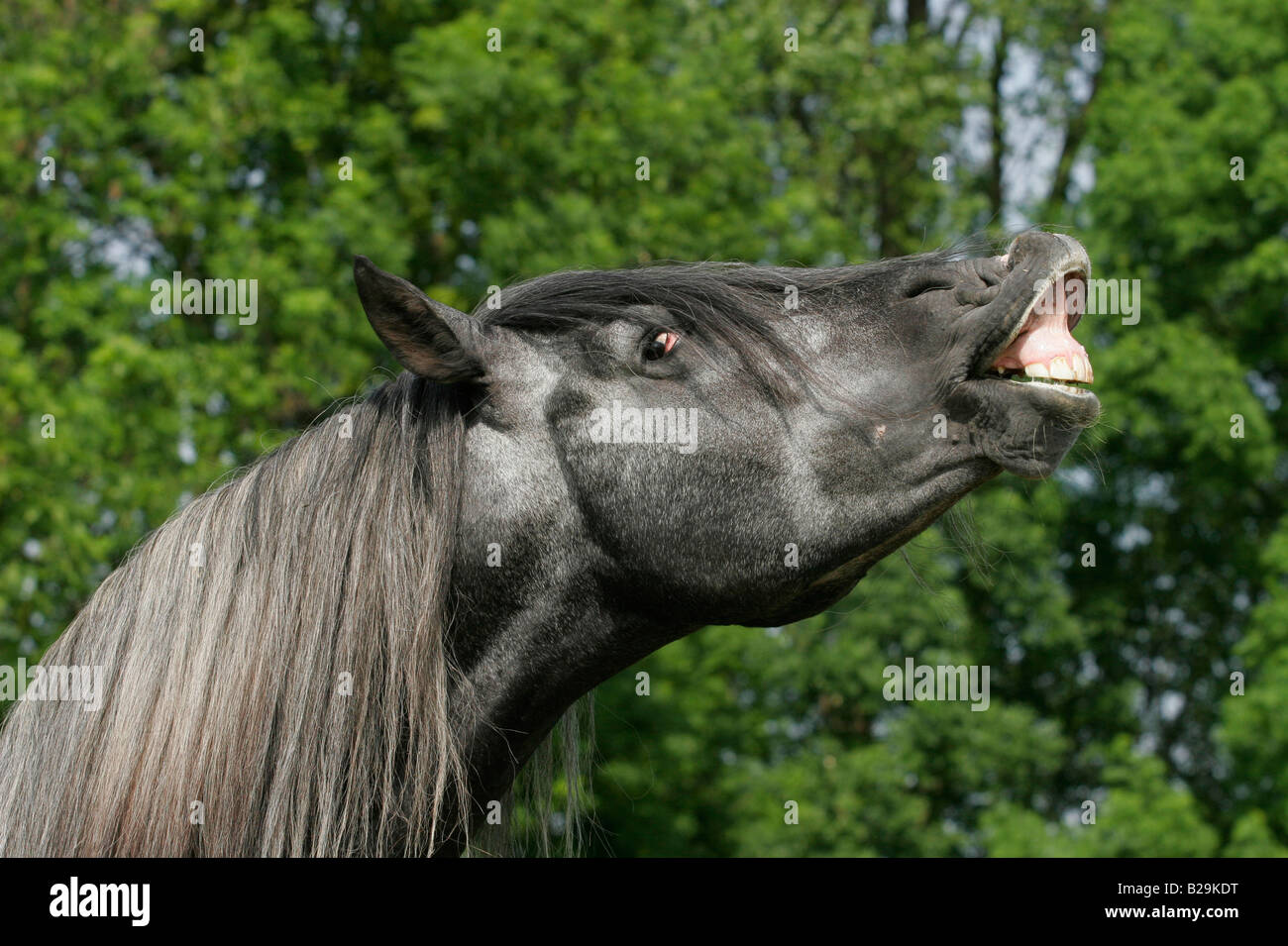 Flehmen horse -Fotos und -Bildmaterial in hoher Auflösung – Alamy