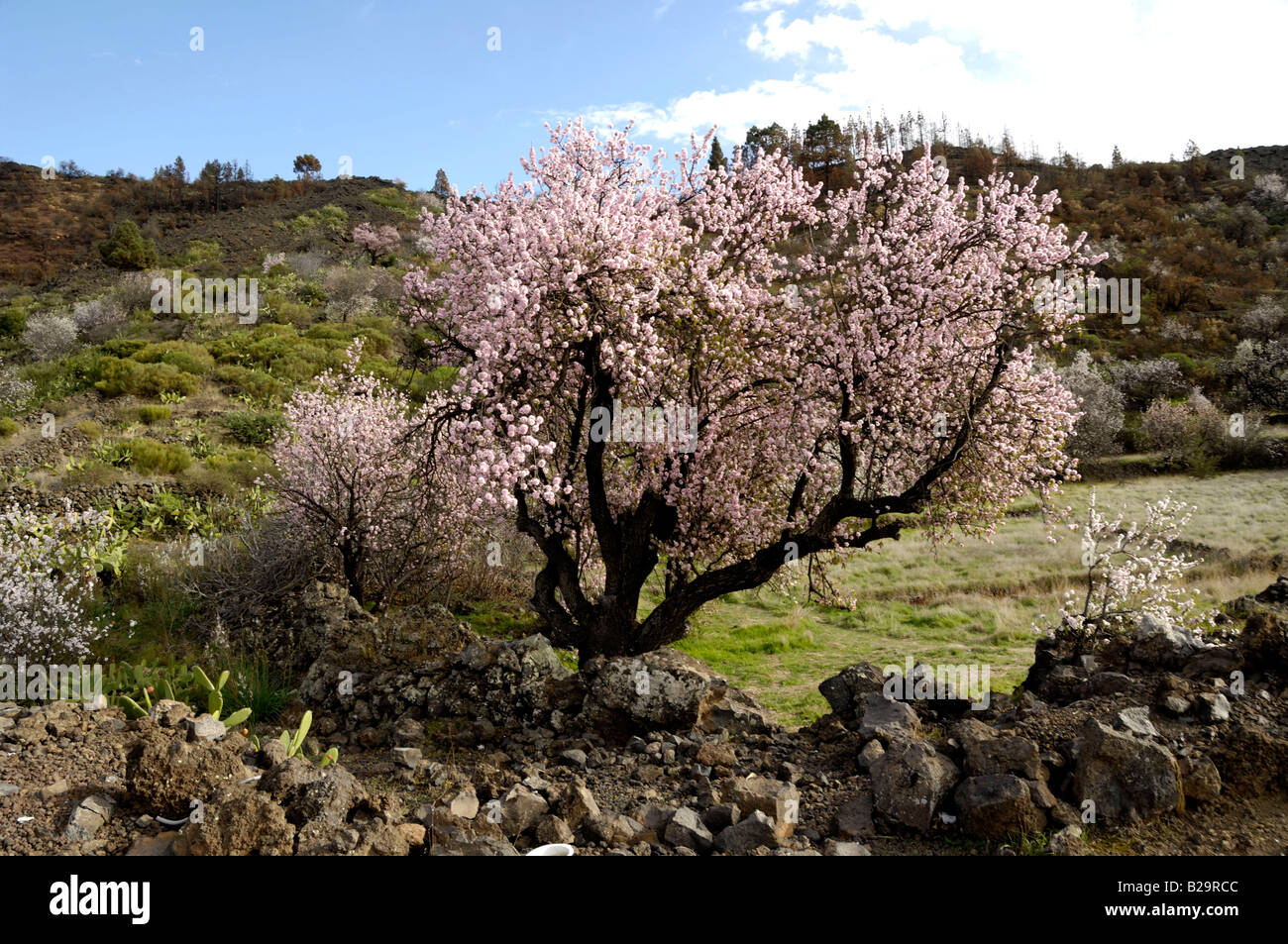 Almon tree -Fotos und -Bildmaterial in hoher Auflösung – Alamy