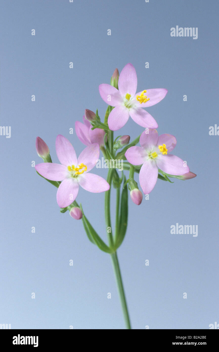 Zentaurium erythaea -Fotos und -Bildmaterial in hoher Auflösung – Alamy