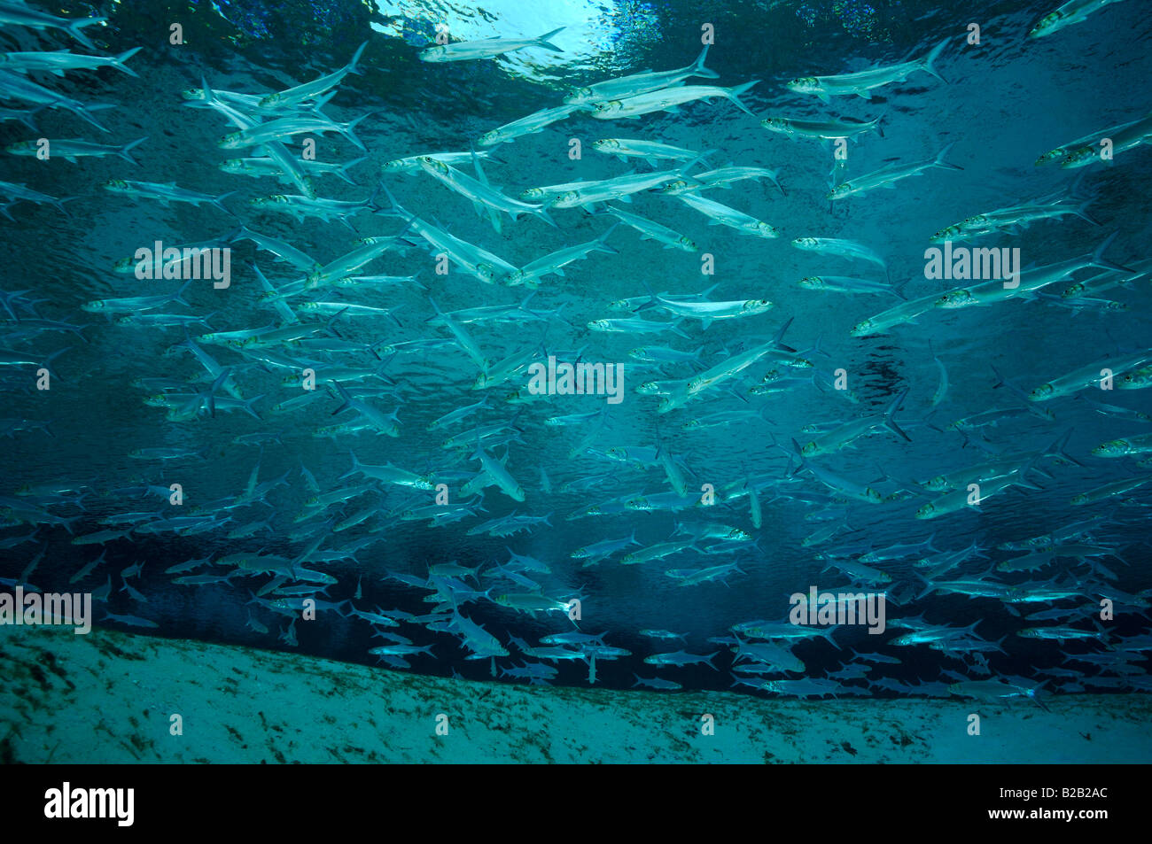 Elops Saurus Stockfotos und -bilder Kaufen - Alamy