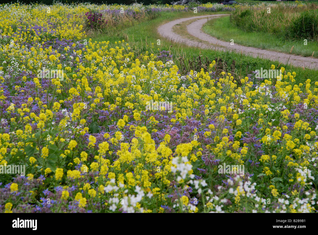 wilde Blumen am Wegrand Stockfotografie - Alamy