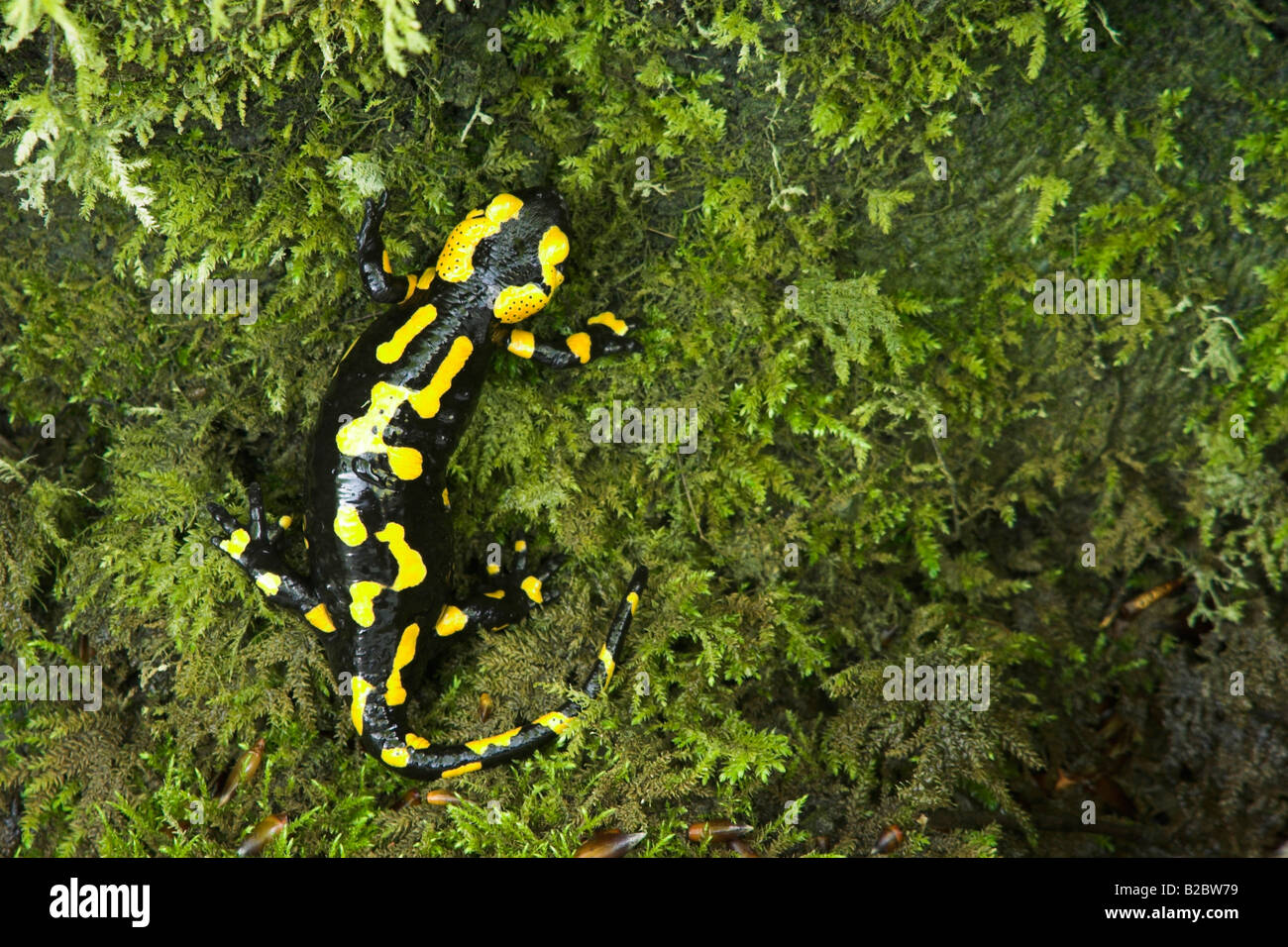 Feuer Salamander (Salamandra Salamandra) an einem Waldbach, Bad Urach ...
