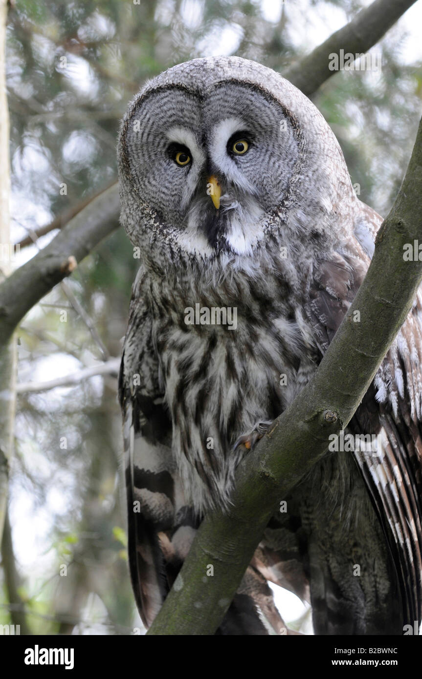 Großen grau-Eule, Eule Lappland (Strix Nebulosa), Zoo, Baden ...