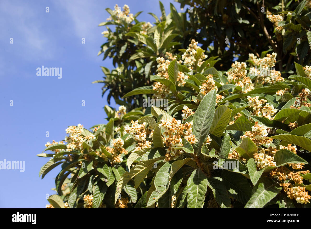 Mispel frisch -Fotos und -Bildmaterial in hoher Auflösung – Alamy