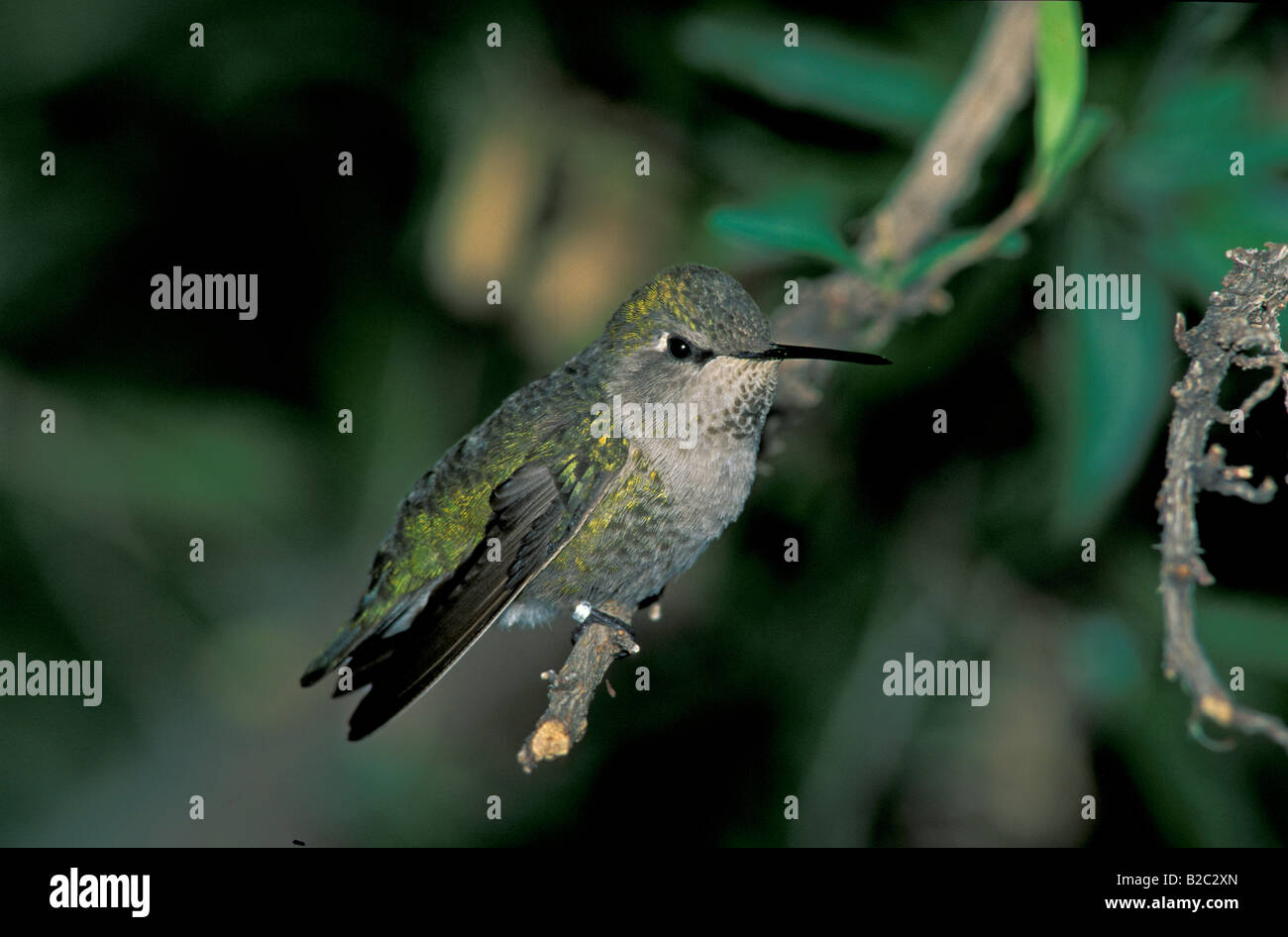 Annakolibri anna kolibri calypte anna -Fotos und -Bildmaterial in hoher ...