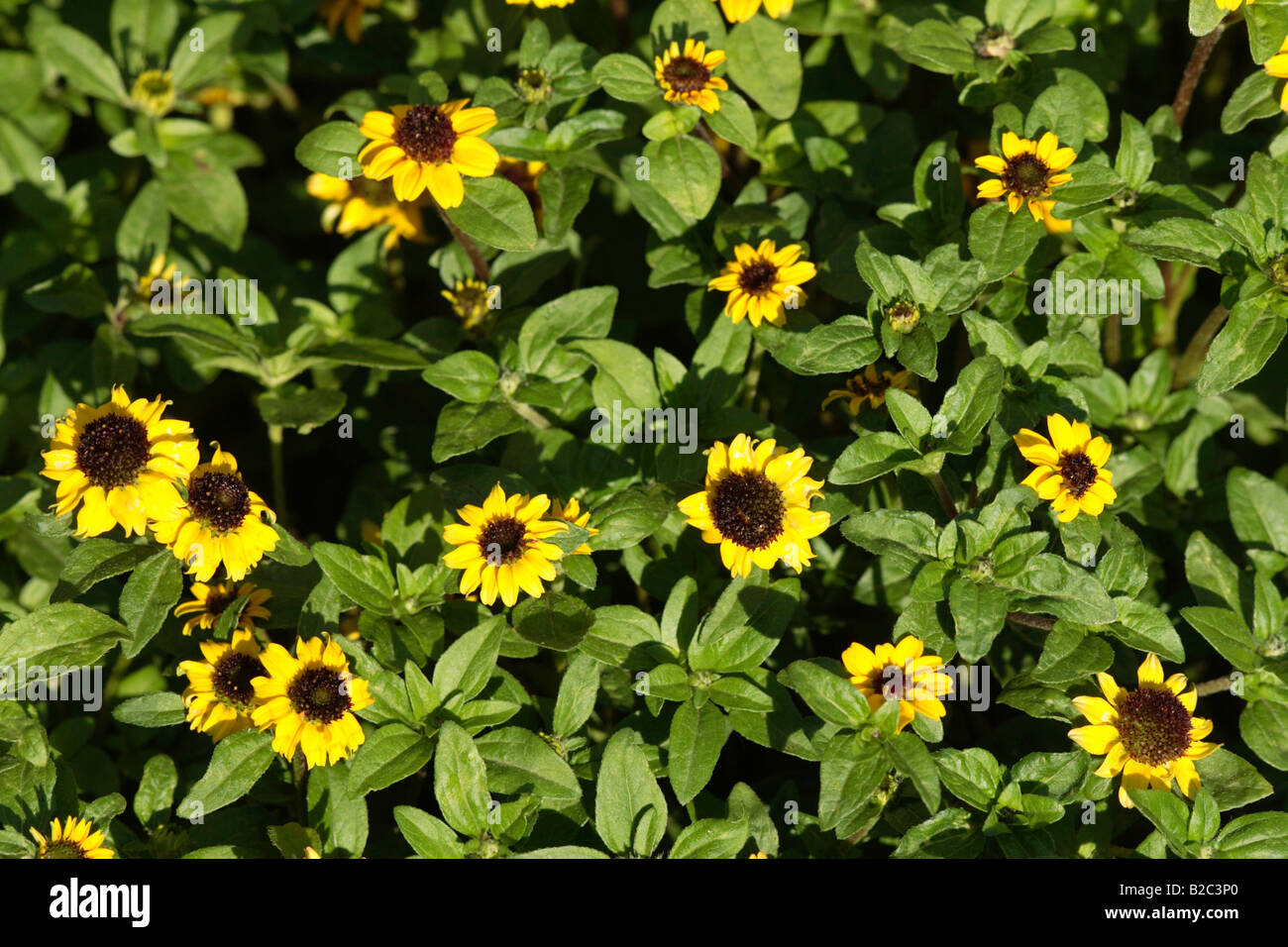 Sanvitalia procumbens flowers -Fotos und -Bildmaterial in hoher ...