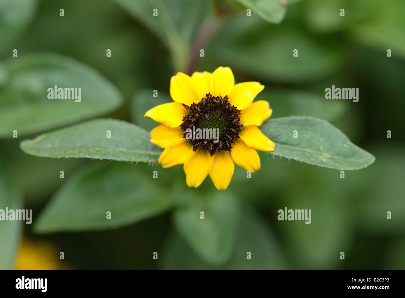 Sanvitalia procumbens flowers -Fotos und -Bildmaterial in hoher ...