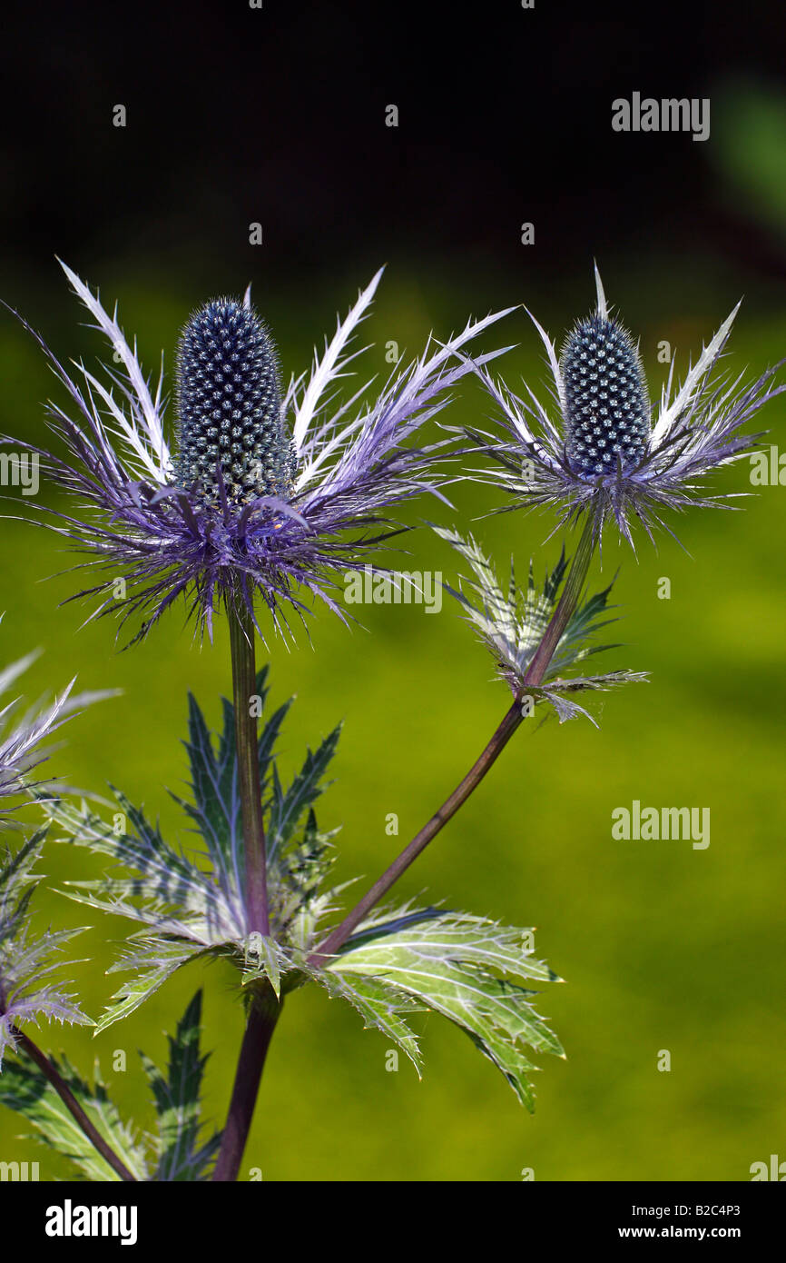 Alpen alpine pflanzen alpine pflanze alpine alps asteraceae -Fotos und ...