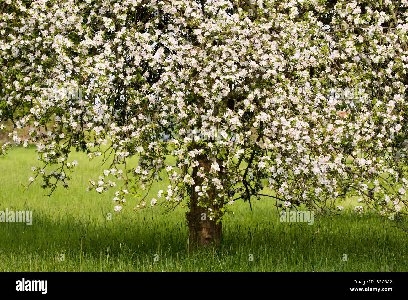 Malus domestica blute -Fotos und -Bildmaterial in hoher Auflösung – Alamy