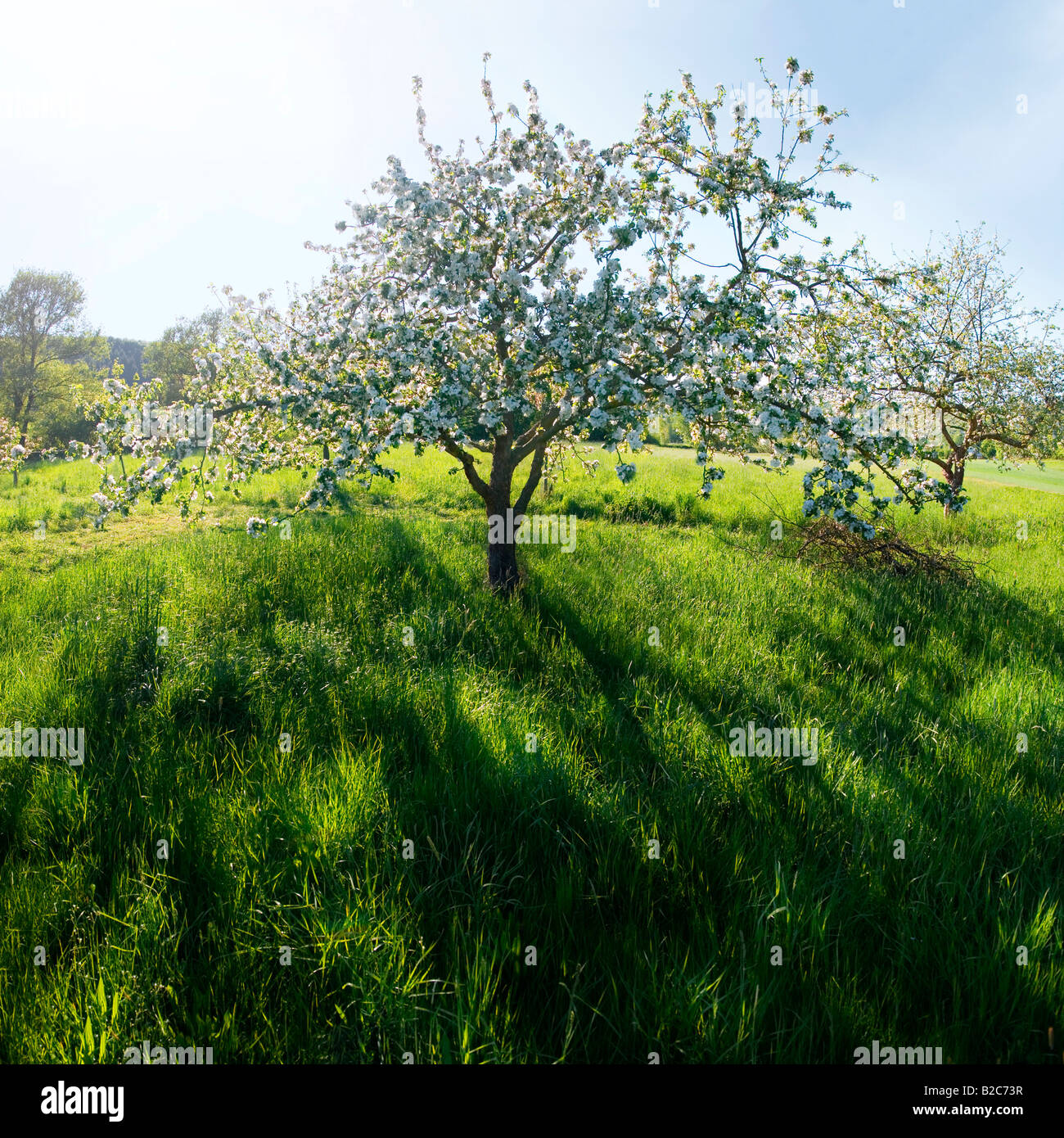 Malus baum -Fotos und -Bildmaterial in hoher Auflösung – Alamy