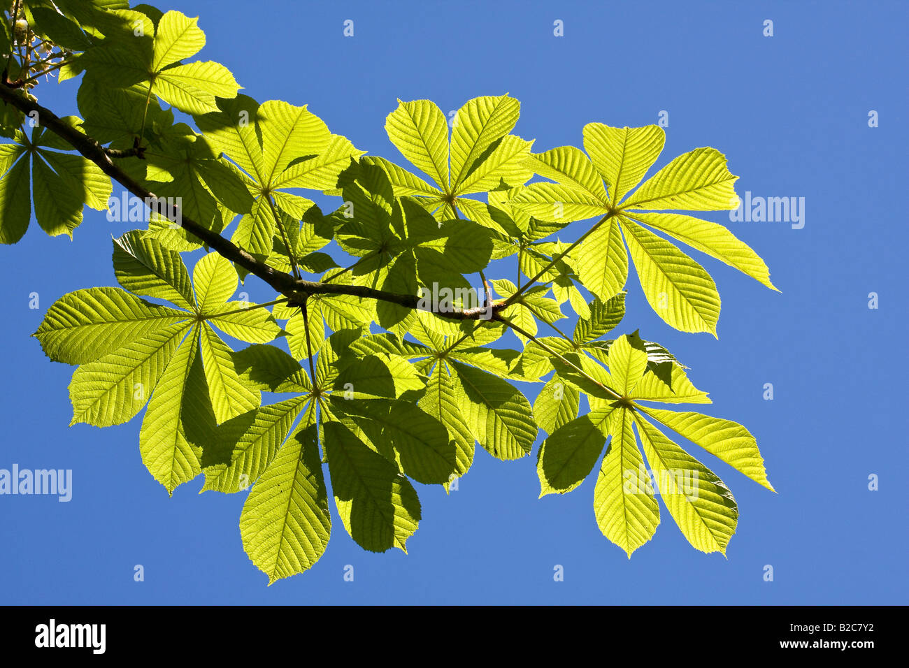 Rosskastanie (Aesculus Hippocastanum) Blätter sprießen, Frühling ...