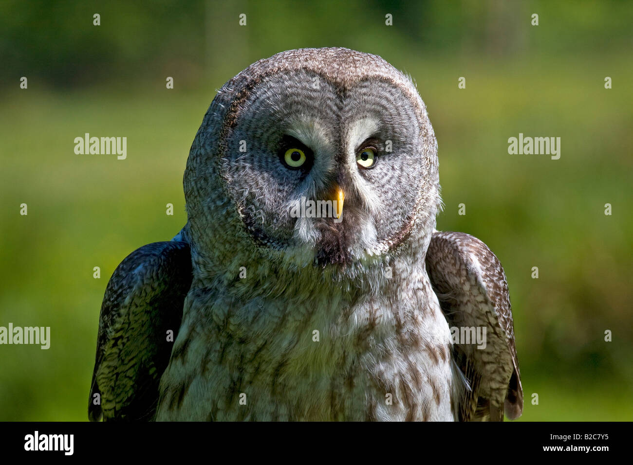 Großen grau-Eule, Eule Lappland (Strix Nebulosa), portrait ...