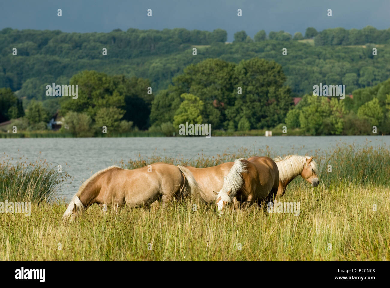 Pferde haflinger -Fotos und -Bildmaterial in hoher Auflösung – Alamy