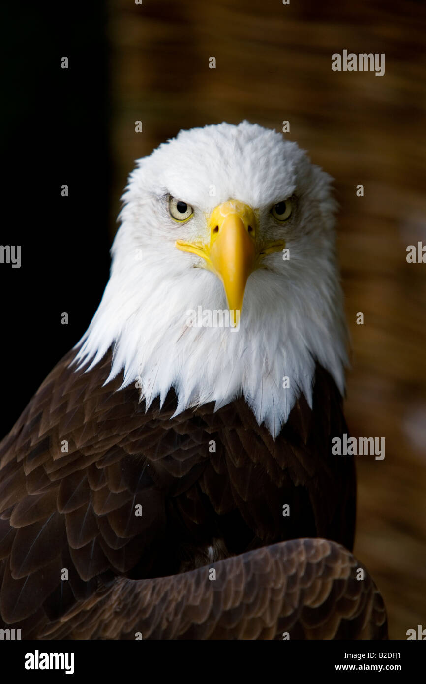 Sam der adler -Fotos und -Bildmaterial in hoher Auflösung – Alamy