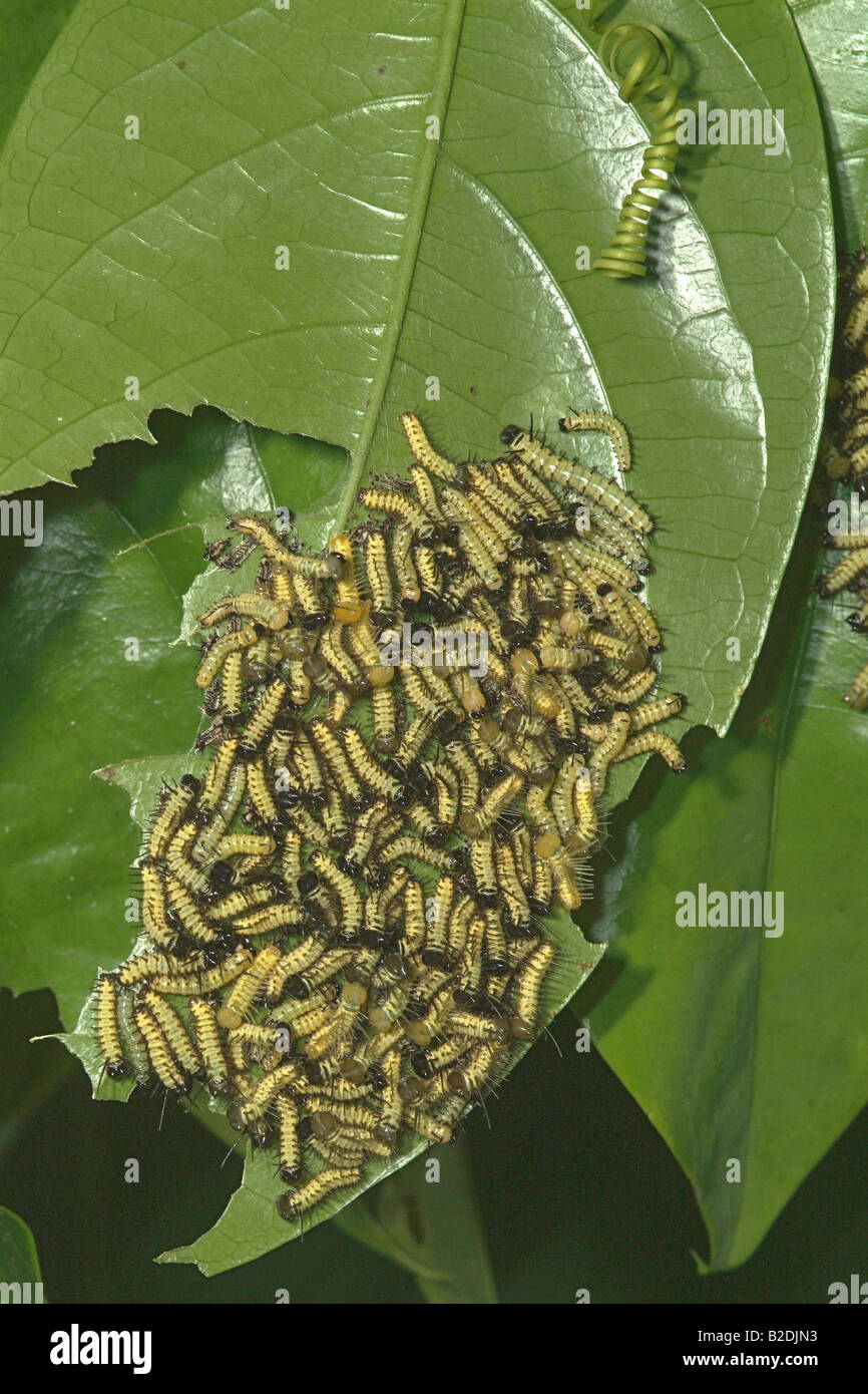 Raupe schmetterling essen blatt heliconius doris -Fotos und ...