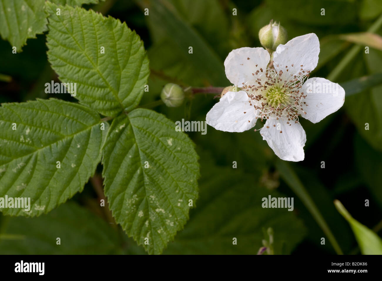 Untergattung rubus -Fotos und -Bildmaterial in hoher Auflösung – Alamy