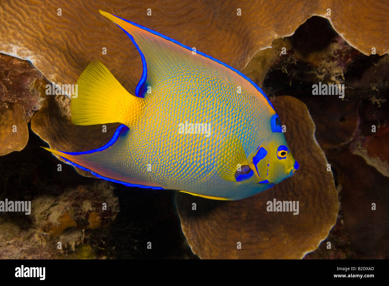 Die Königin-Kaiserfisch, Holacanthus Ciliaris, 18 Zoll in der Länge ...