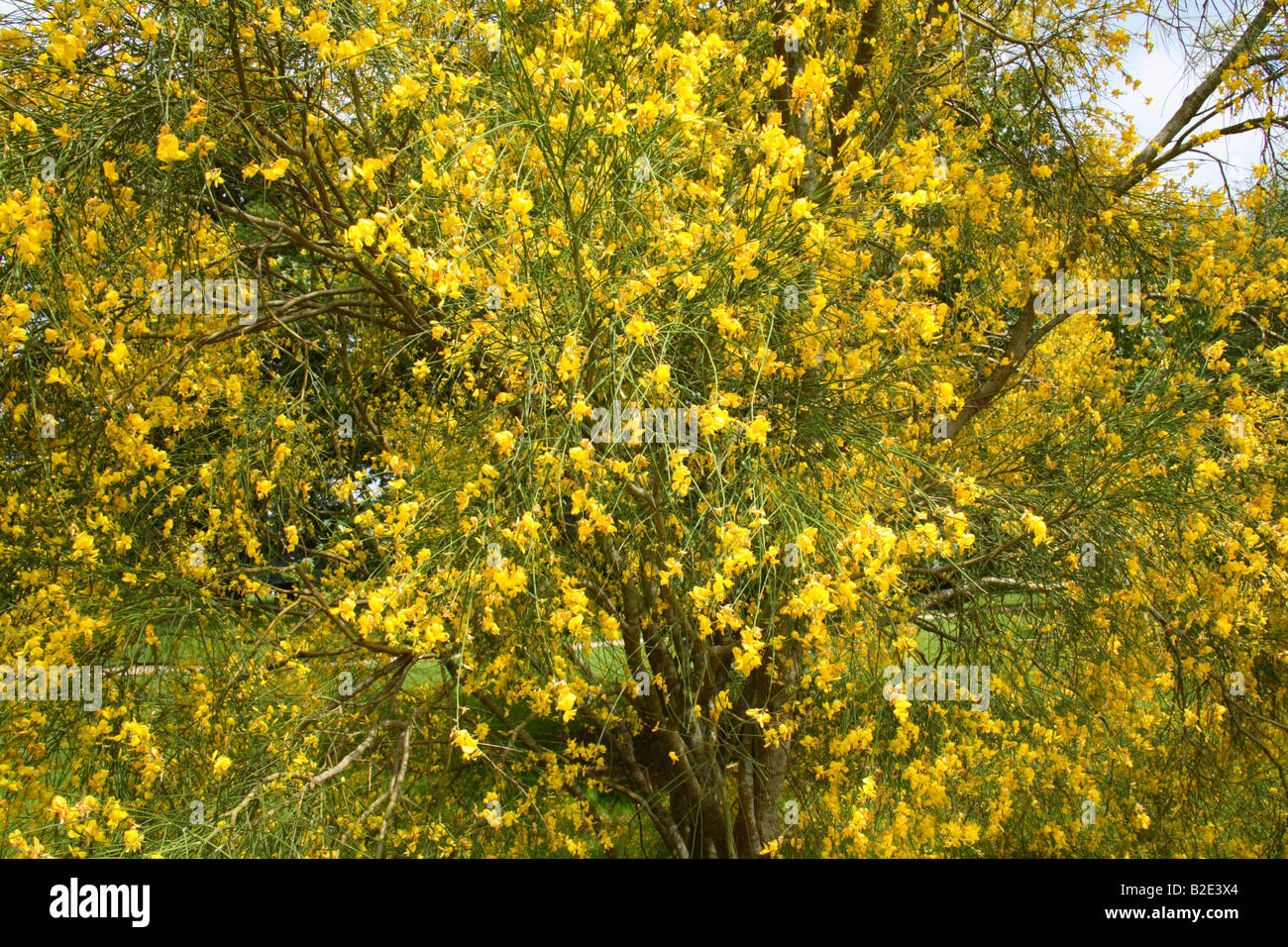 Genista aetnensis -Fotos und -Bildmaterial in hoher Auflösung – Alamy