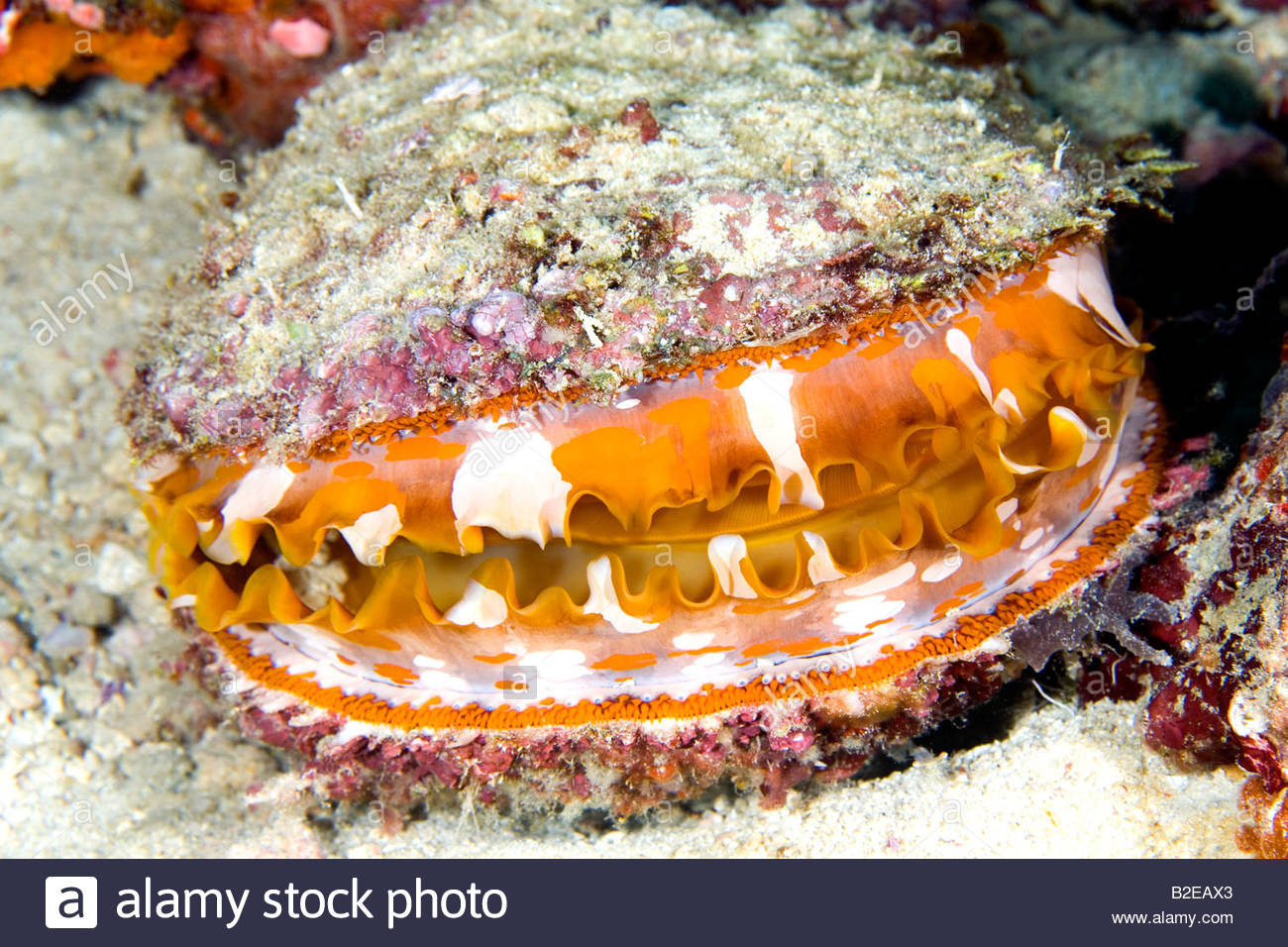 Mussels Underwater Stockfotos & Mussels Underwater Bilder - Alamy