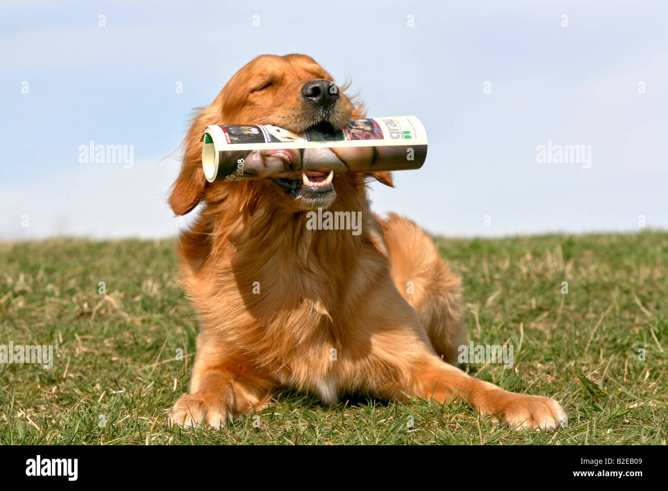 Retriever lügen -Fotos und -Bildmaterial in hoher Auflösung – Alamy
