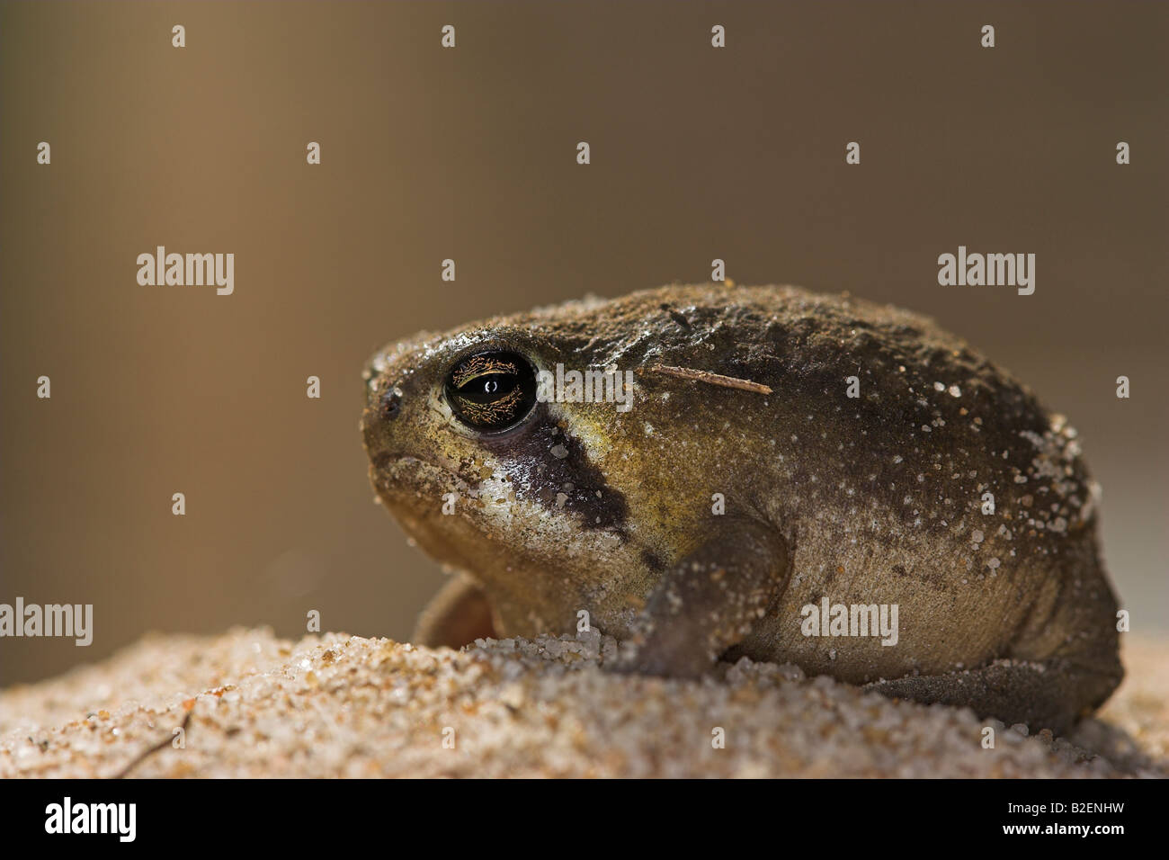 Rain frog south africa -Fotos und -Bildmaterial in hoher Auflösung – Alamy