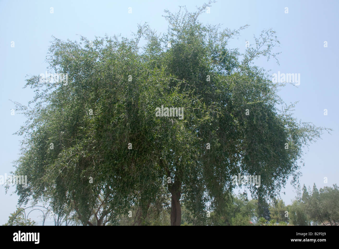 Rhamnus paliurus -Fotos und -Bildmaterial in hoher Auflösung – Alamy