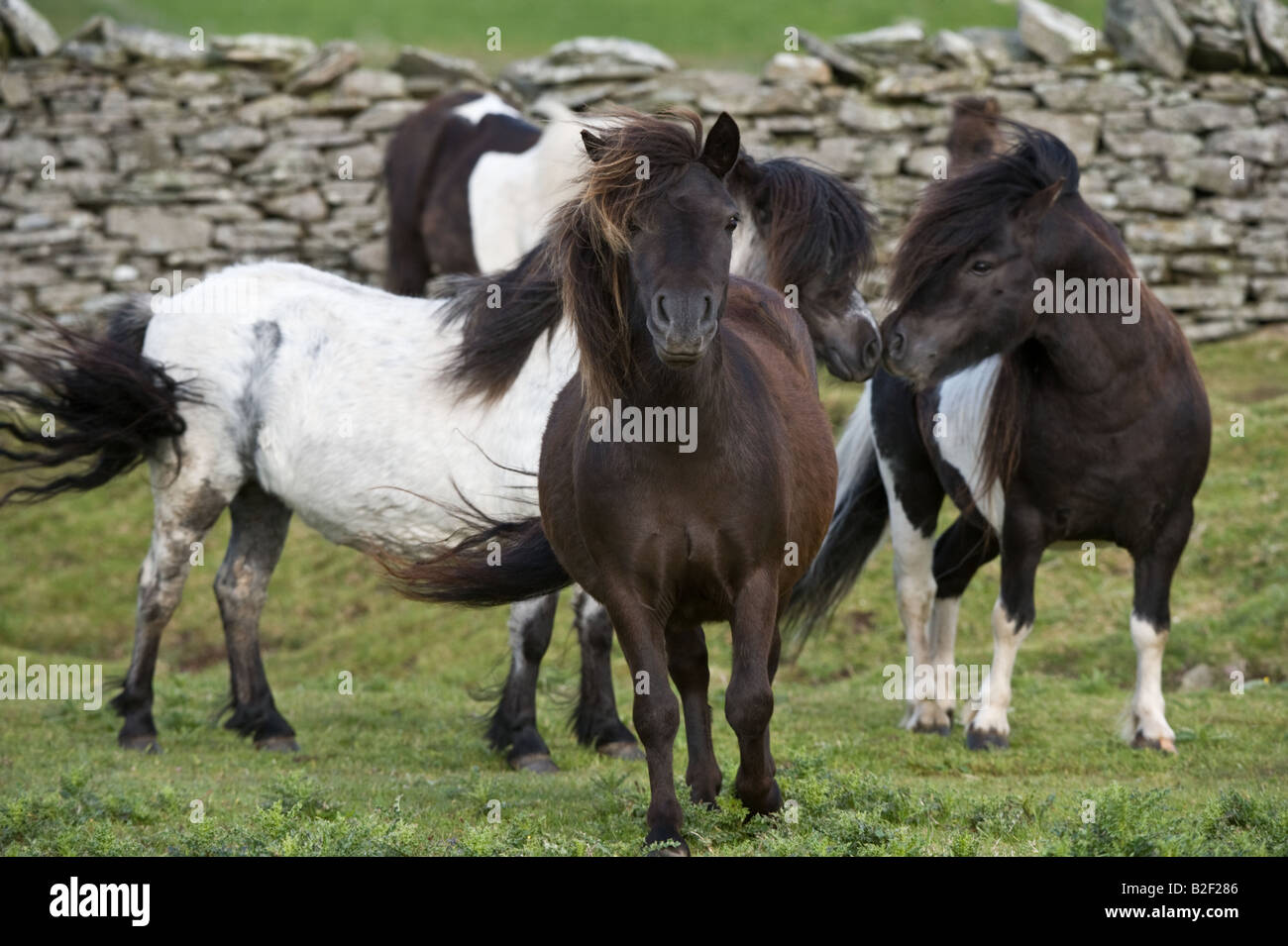 Shetlandinseln ponys -Fotos und -Bildmaterial in hoher Auflösung – Alamy