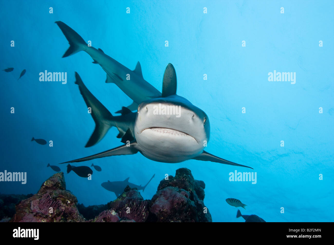 Carcharhinus amblyrhynchos -Fotos und -Bildmaterial in hoher Auflösung ...