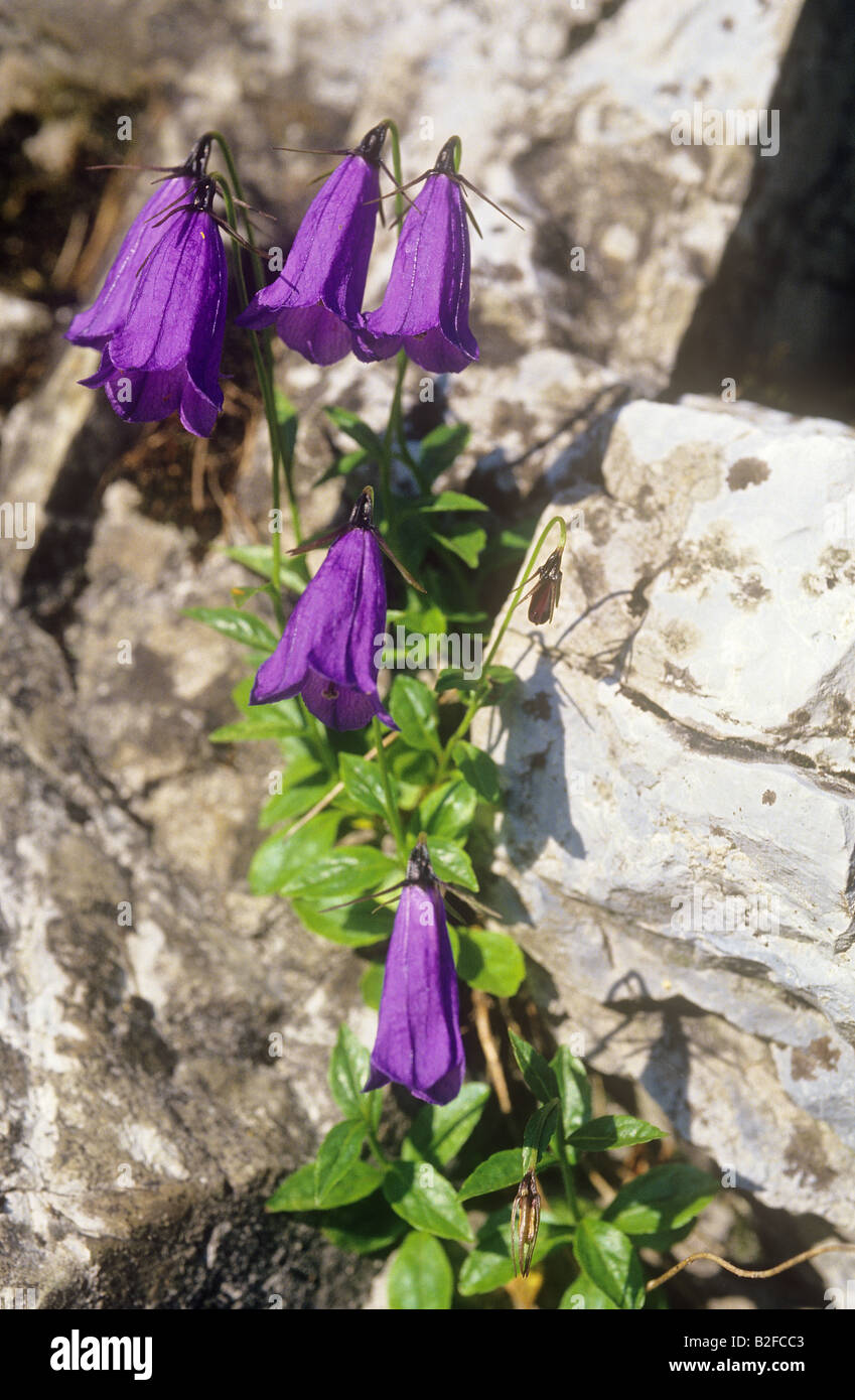 Feen blumen -Fotos und -Bildmaterial in hoher Auflösung – Alamy